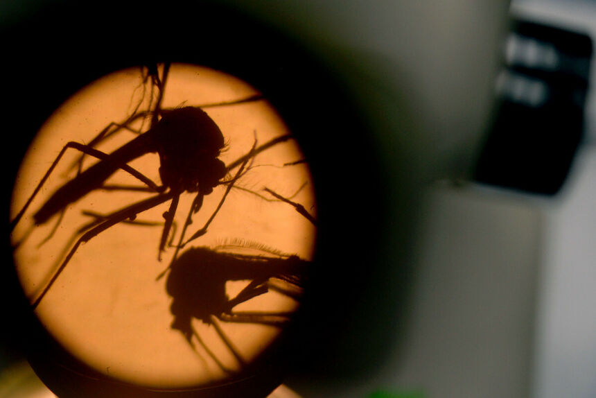 Wirus Zika może wywołać kolejną epidemię? Naukowcy ostrzegają - Zdrowie ...